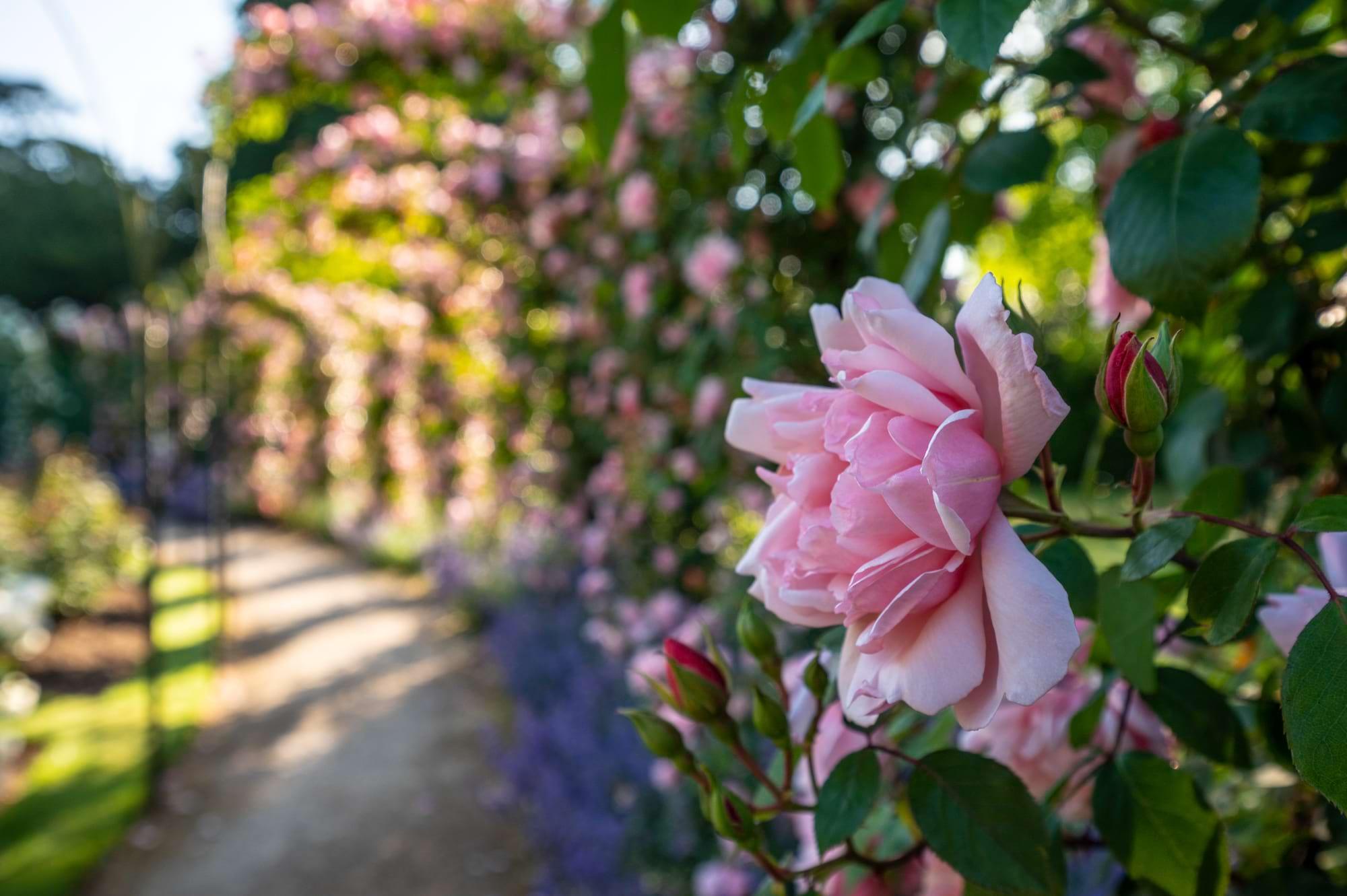 Embracing the Beauty of a Cottage Garden | Blenheim Estate